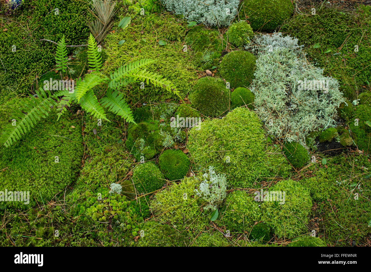 Variety of mosses and fern on a forest floor Stock Photo - Alamy