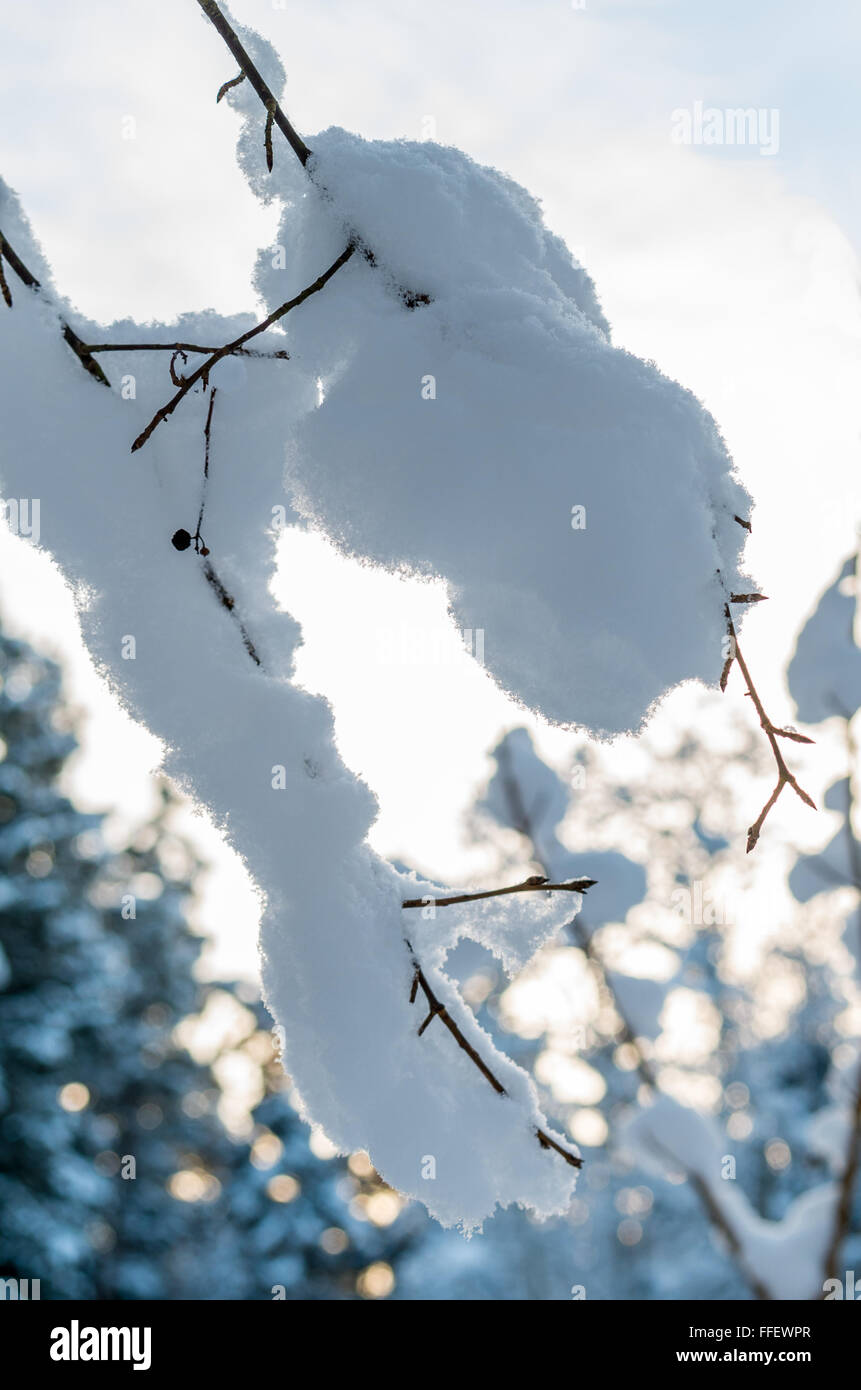 Snowy branches hi-res stock photography and images - Alamy