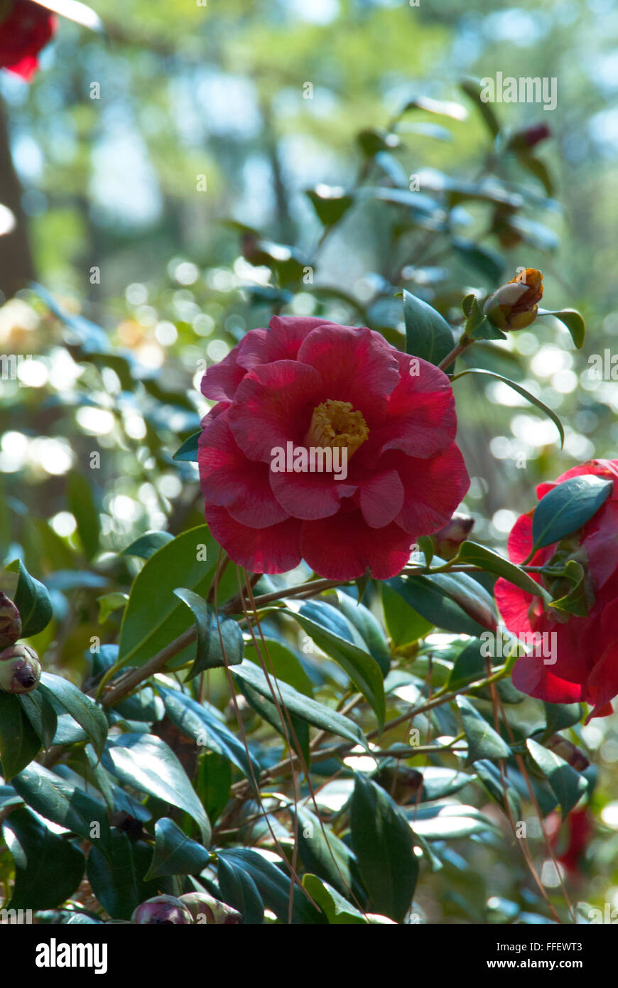 Camellia japonica Mathotiana Stock Photo - Alamy Camellia japonica Mathotiana Stock Photo - Alamy
