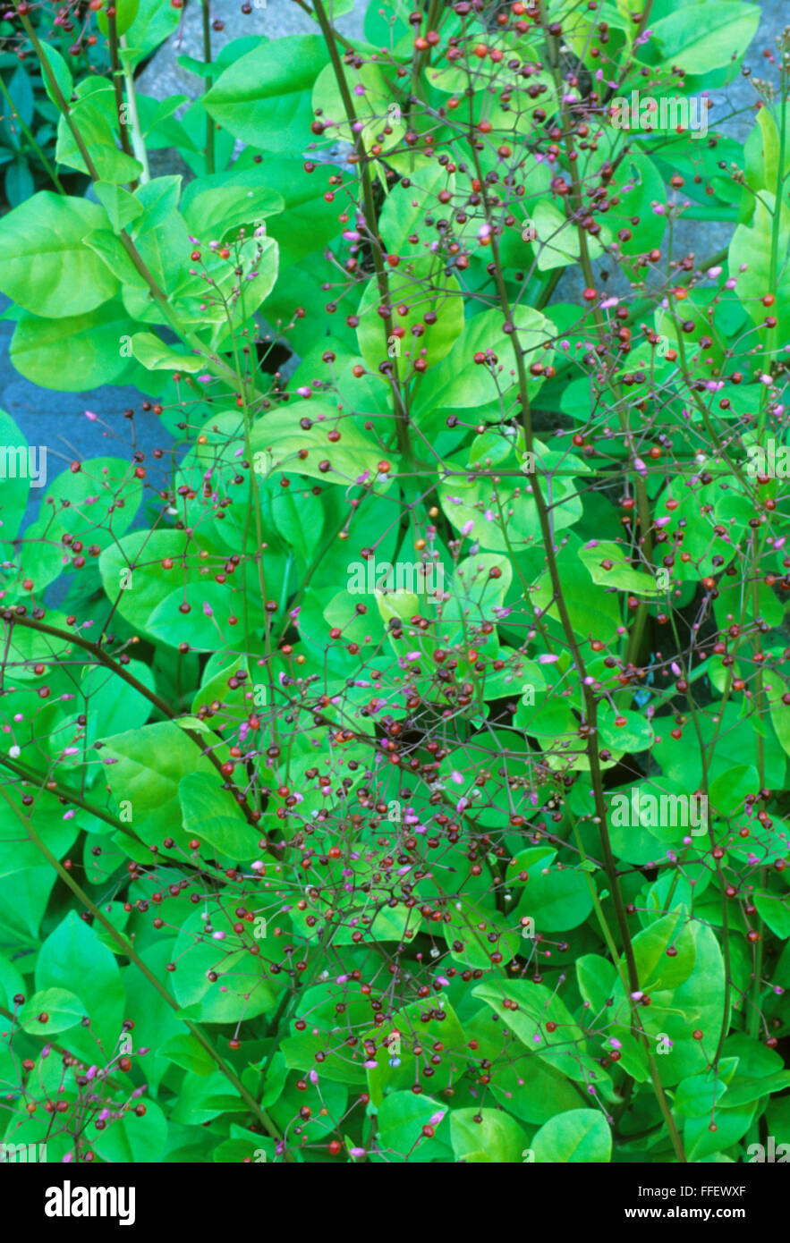 Talinum paniculatum ' Limon' ,Jewels of Opar Stock Photo - Alamy