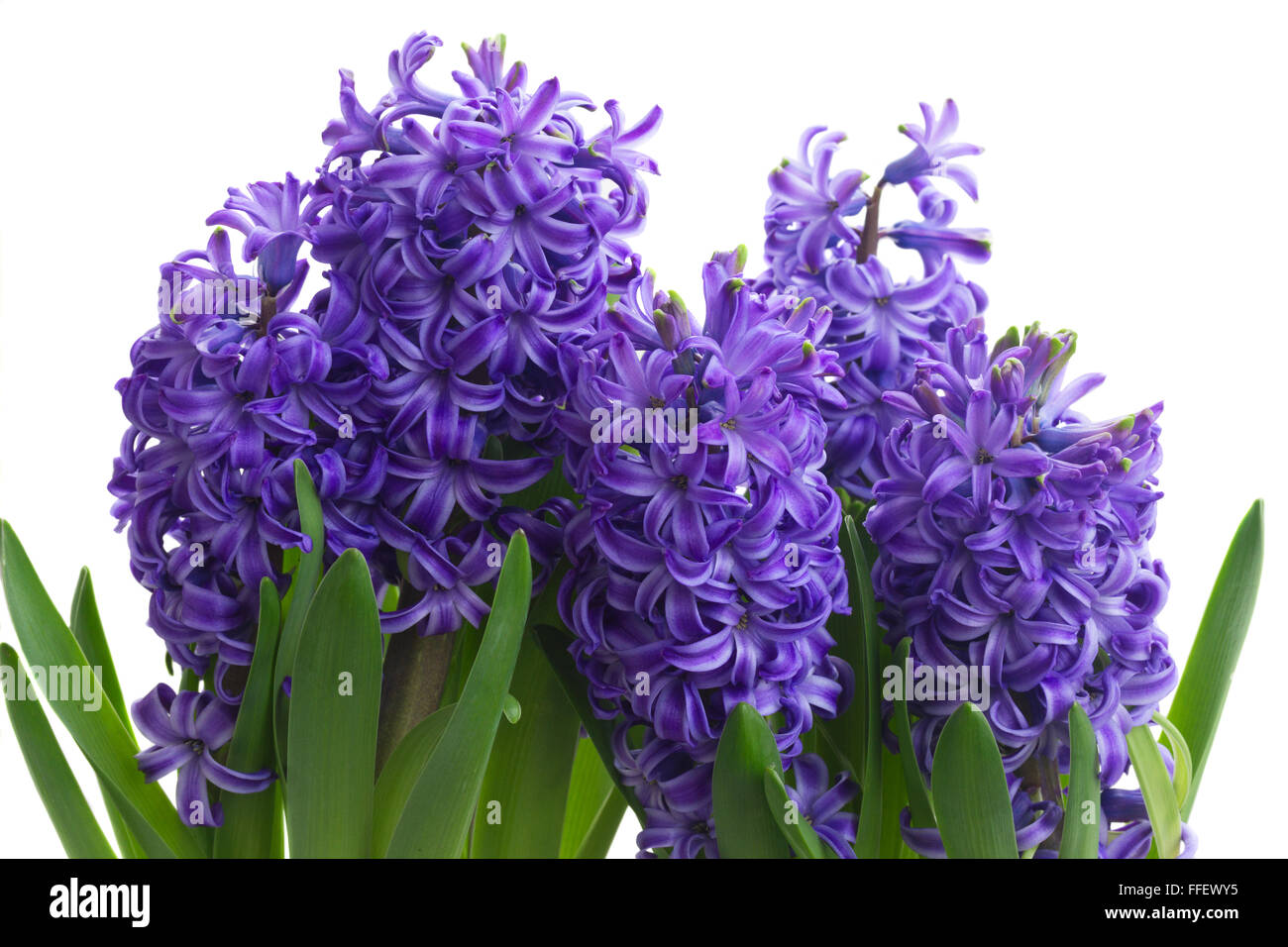 Spring flowers in pots Stock Photo - Alamy