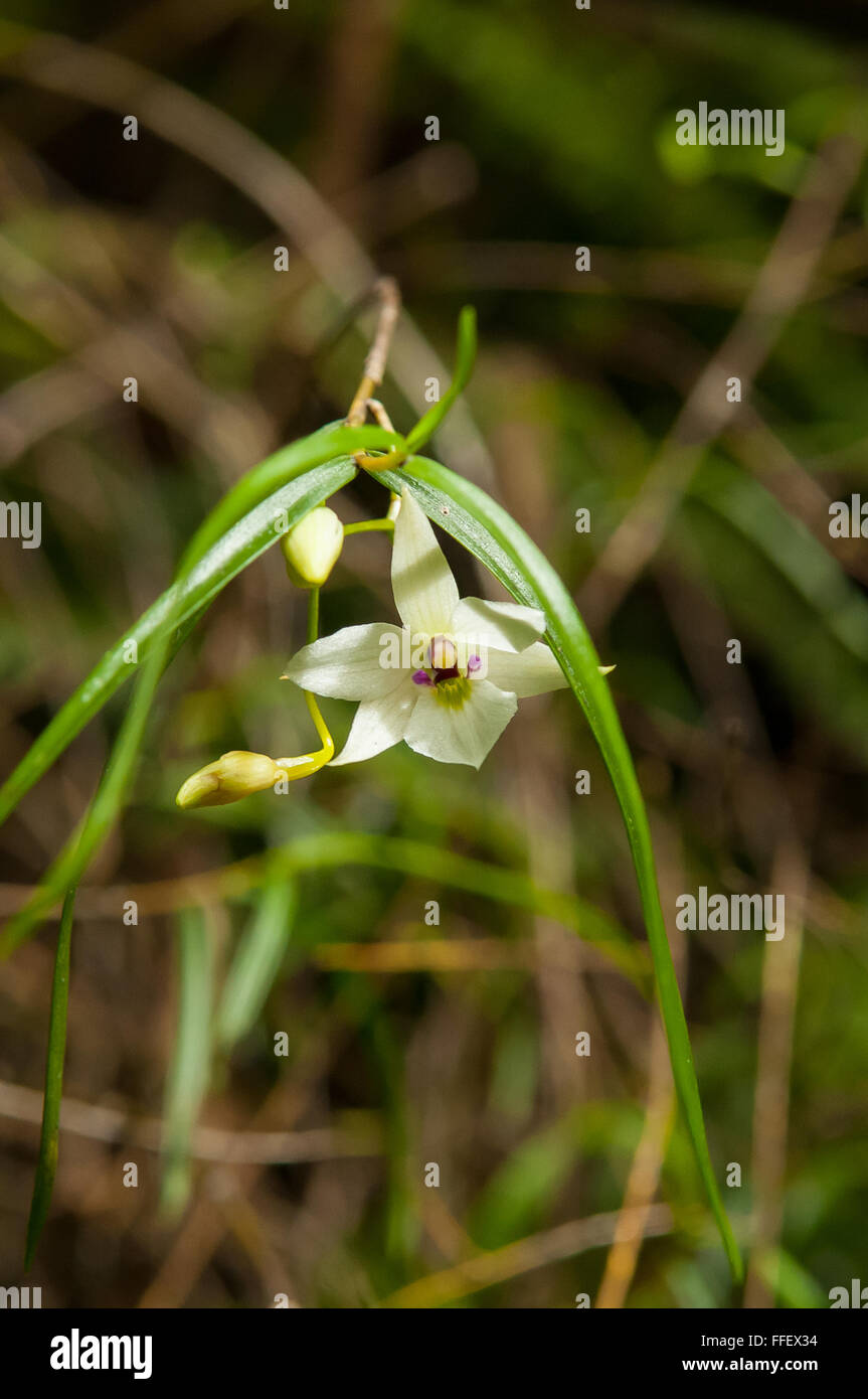 Dendrobium cunninghamii, Lady Slipper Orchid Stock Photo - Alamy