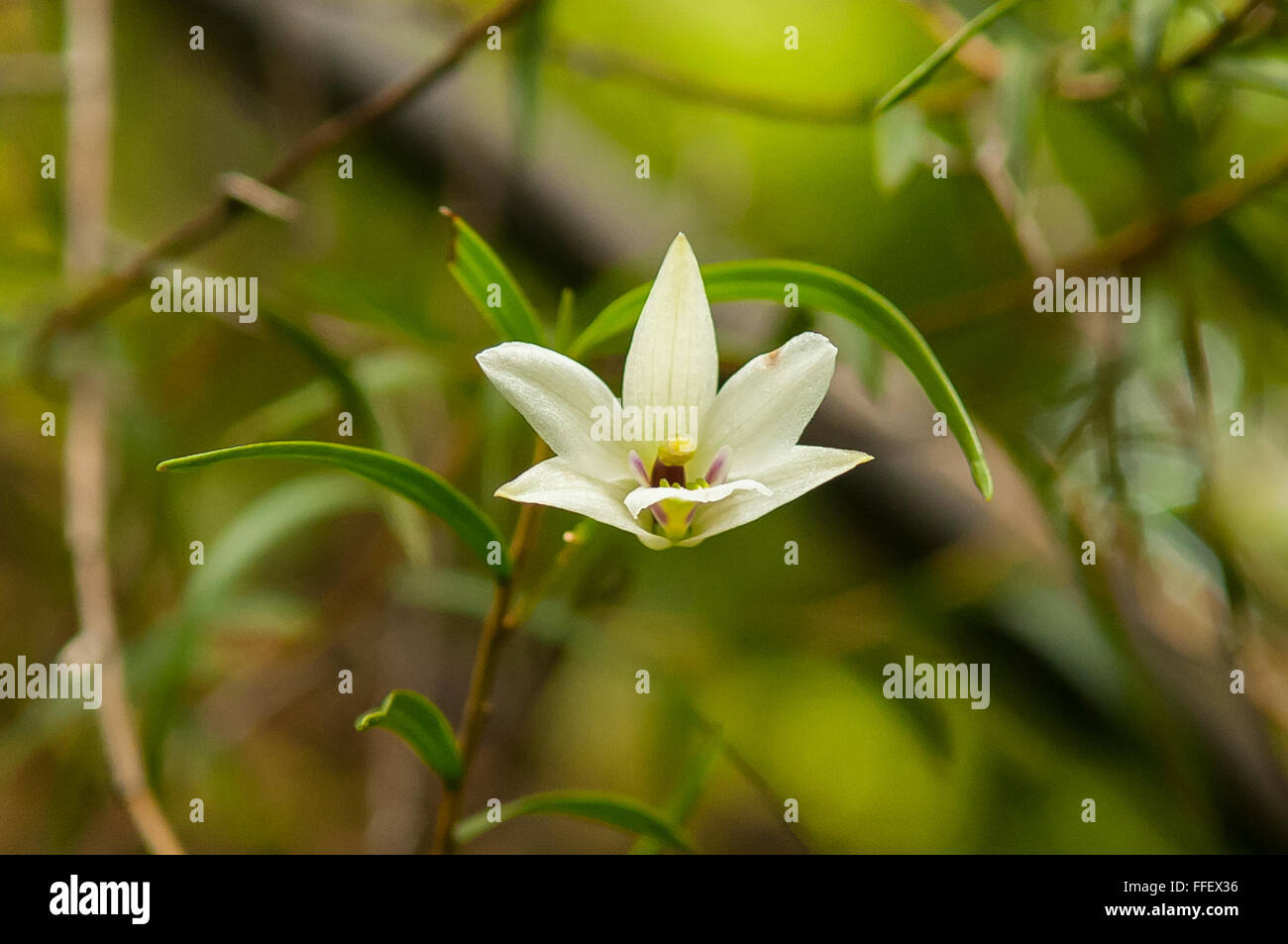 Dendrobium cunninghamii, Lady Slipper Orchid Stock Photo - Alamy