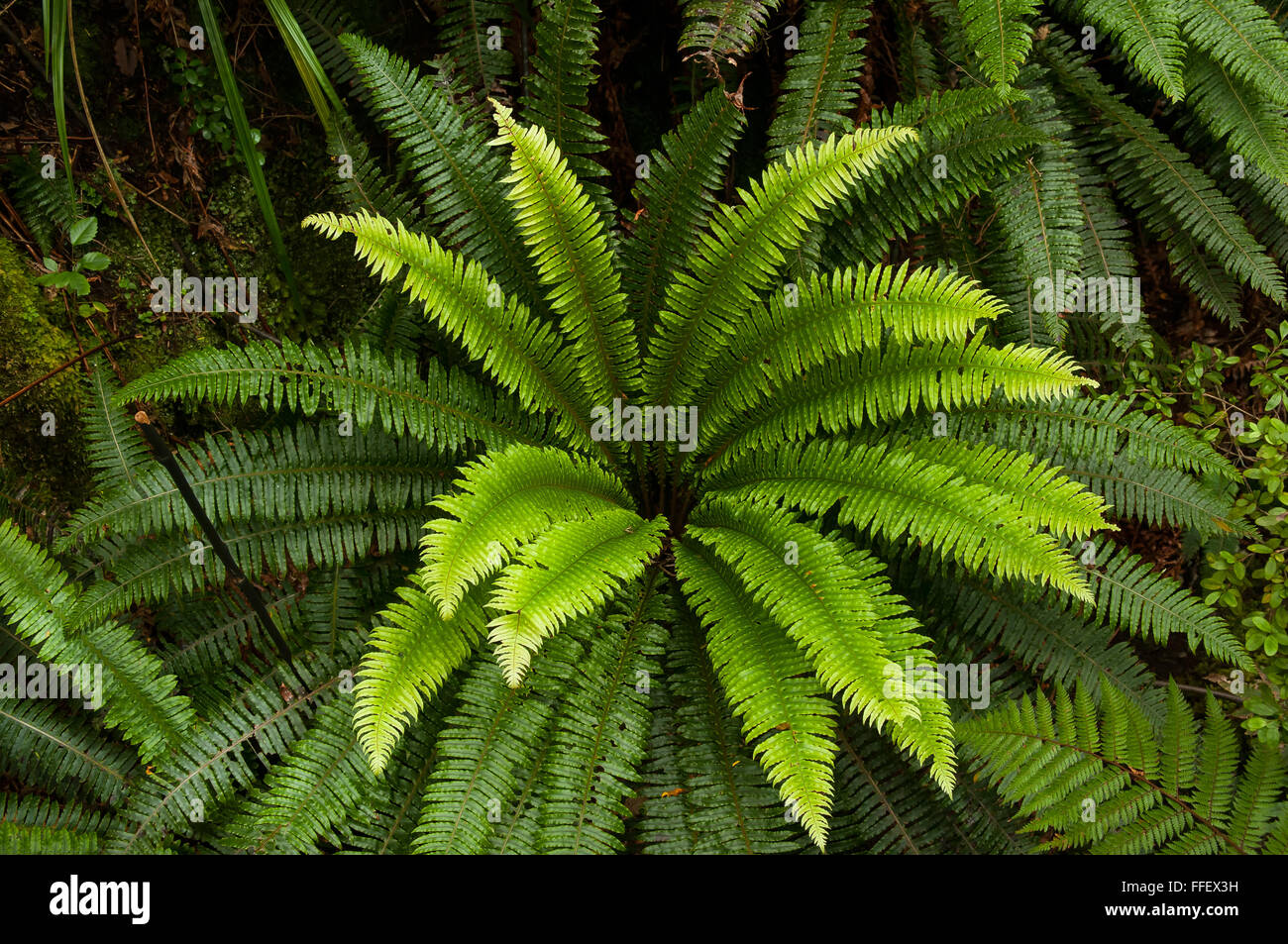 Blechnum discolor, Crown Fern Stock Photo - Alamy