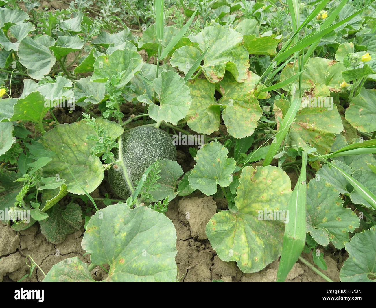 The growing melon in the field. Cultivation of melon cultures Stock ...
