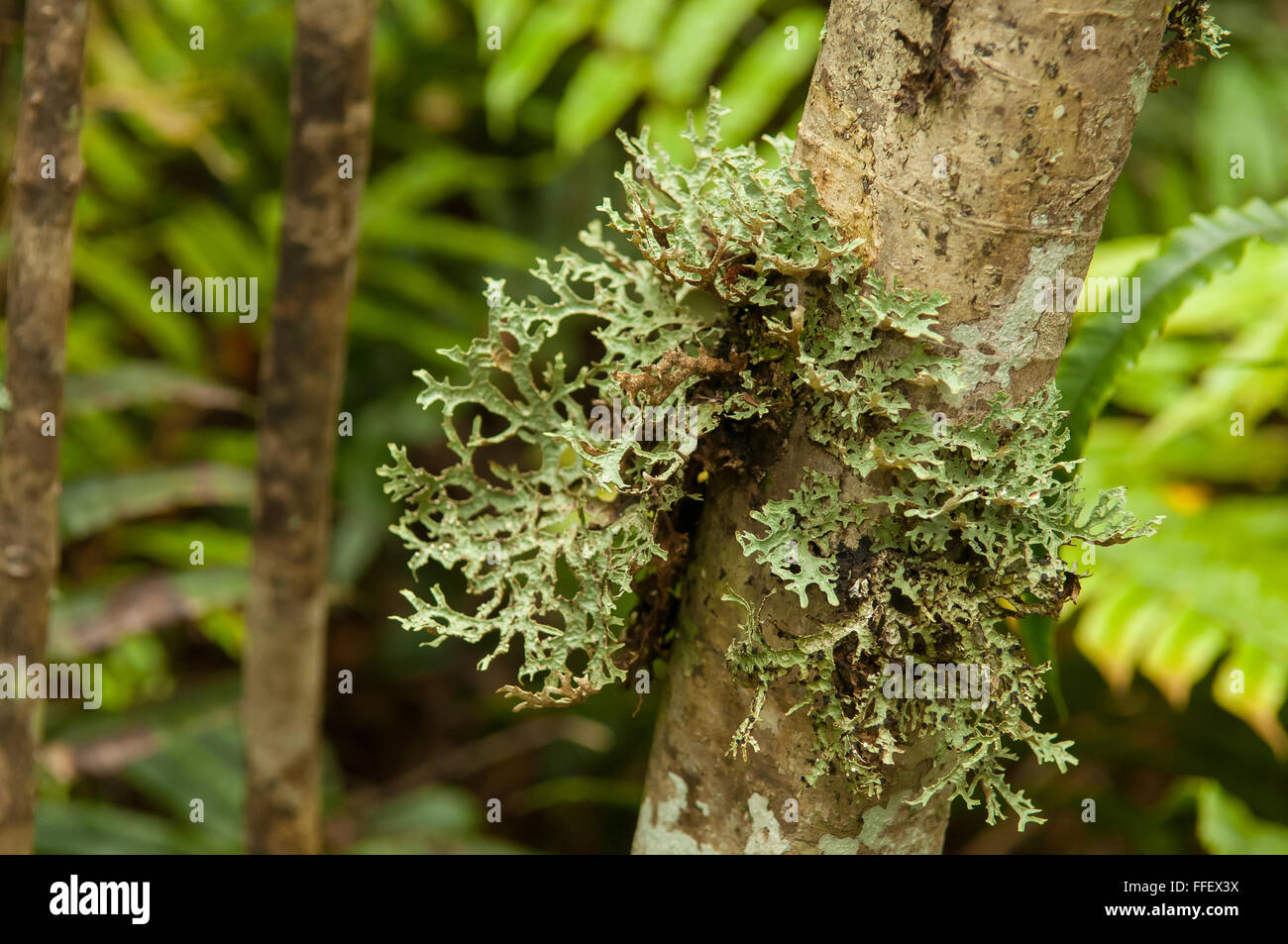 Radula marginata, Liverwort Lichen Stock Photo - Alamy