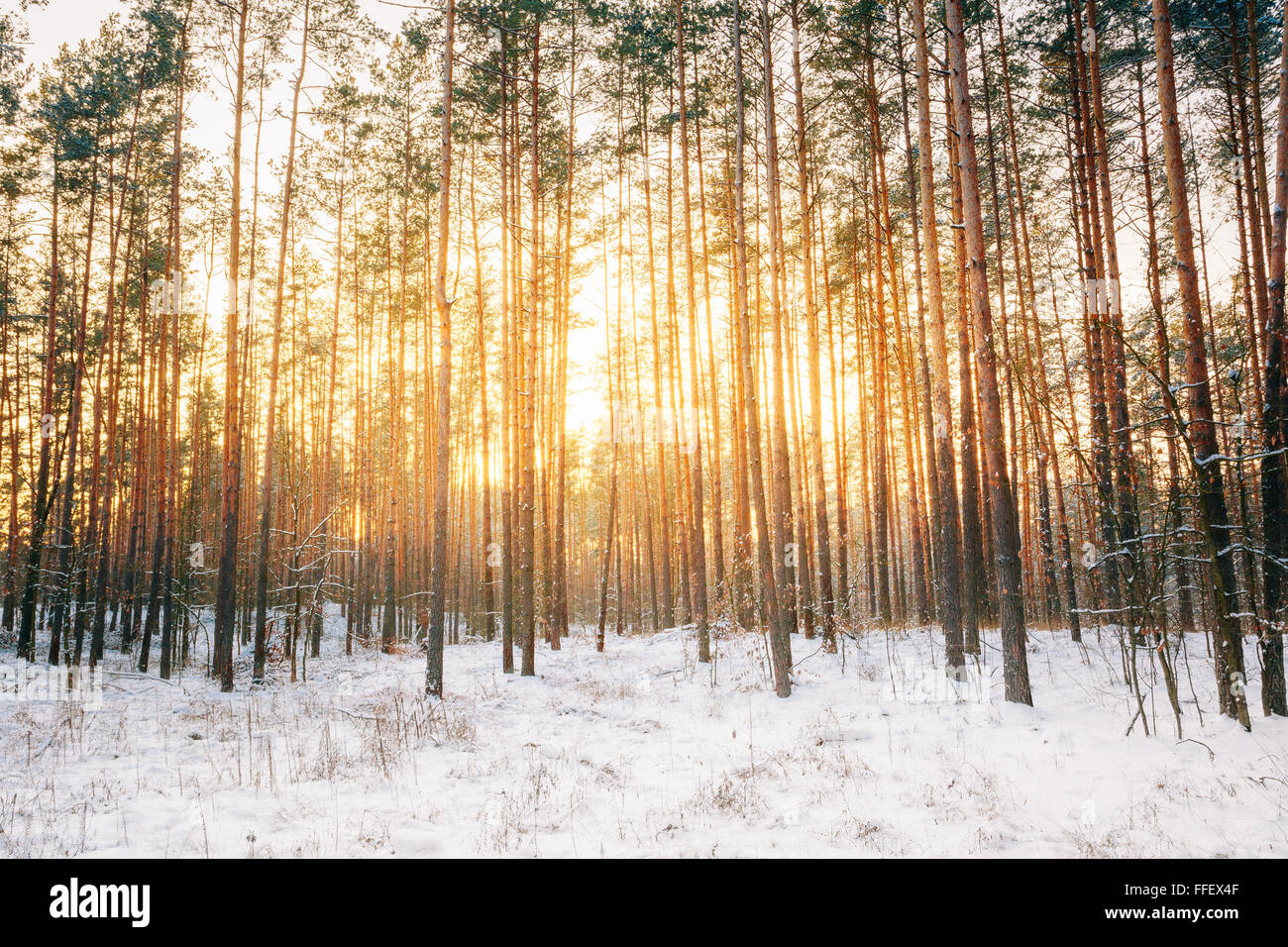 Beautiful winter snowy forest hi-res stock photography and images - Alamy