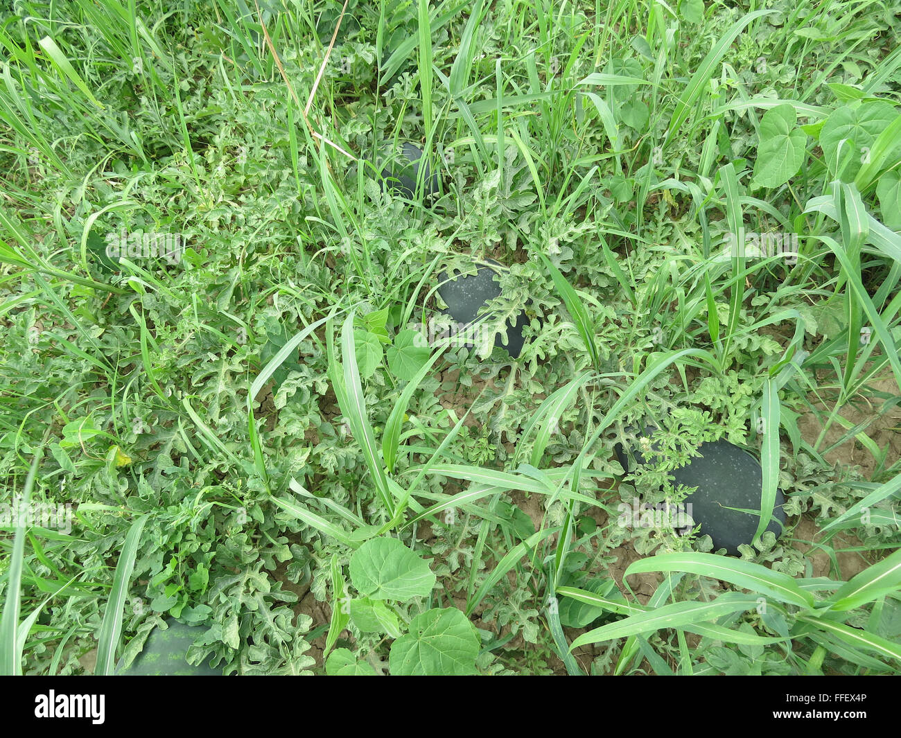 The growing melon in the field. Cultivation of melon cultures Stock ...