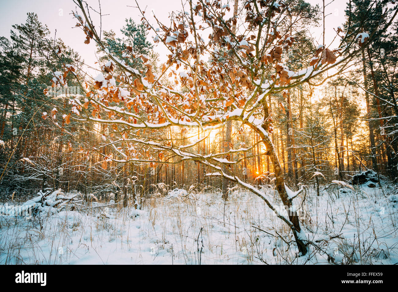 Beautiful sunset in winter snowy forest. Russian nature landscape ...