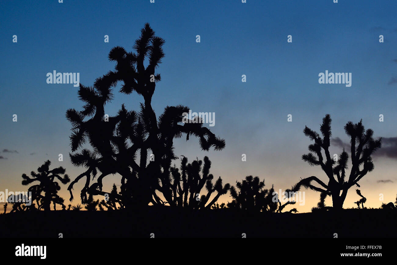 Searchlight, Nevada USA. 12th Feb, 2016. Joshua trees are silhouetted ...