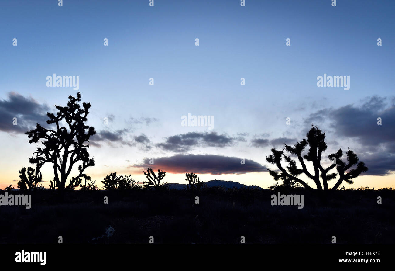 Searchlight, Nevada USA. 12th Feb, 2016. Joshua trees are silhouetted ...