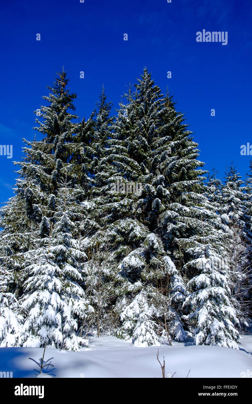 Snowy pine trees, snow covered, closeup, winter wonderland landscape ...
