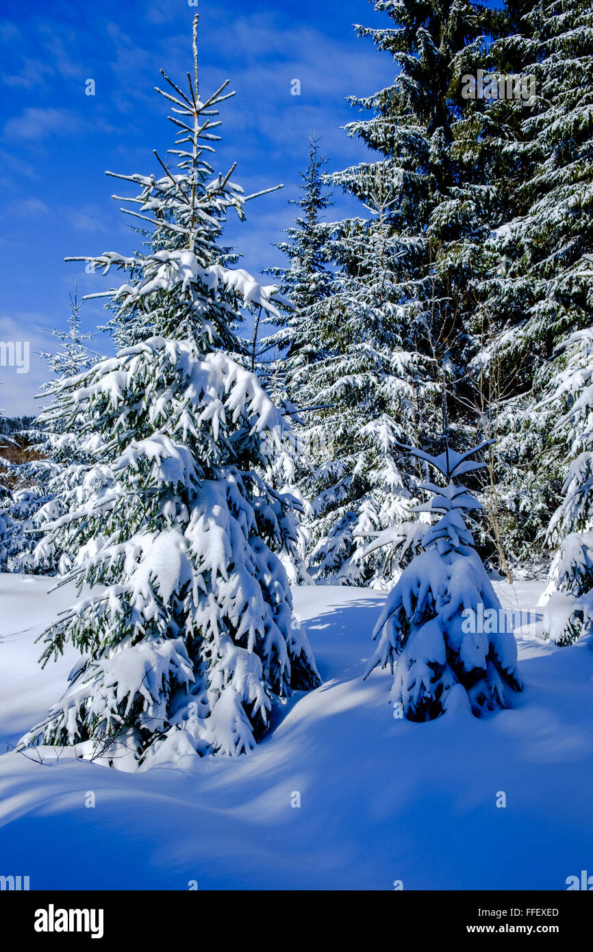 Winter Pine Trees Photography