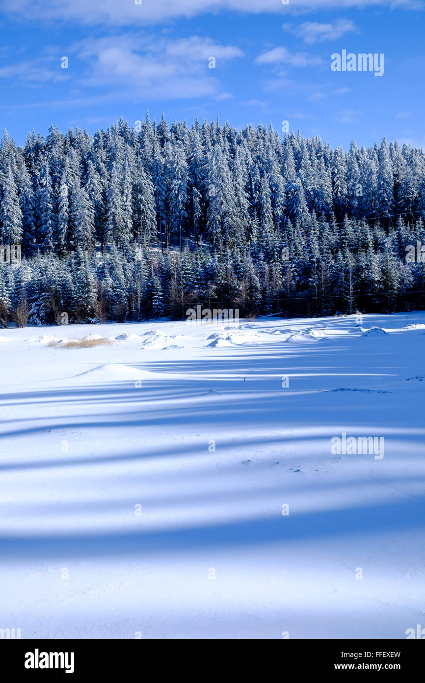 Snow-Covered Pine Forest with Shadows Stock Photo - Alamy