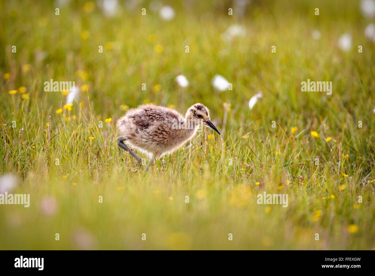 Curlew (Numenius arquata) chick, Shetland, UK Stock Photo - Alamy