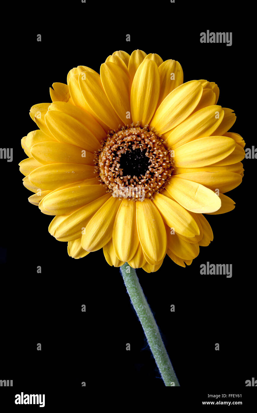 A single yellow Gerbera flower head held at an angle and in front of a ...