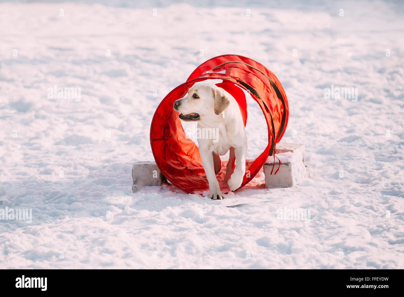 Young funny labrador dog playing outside in snow, winter season. Sunny ...