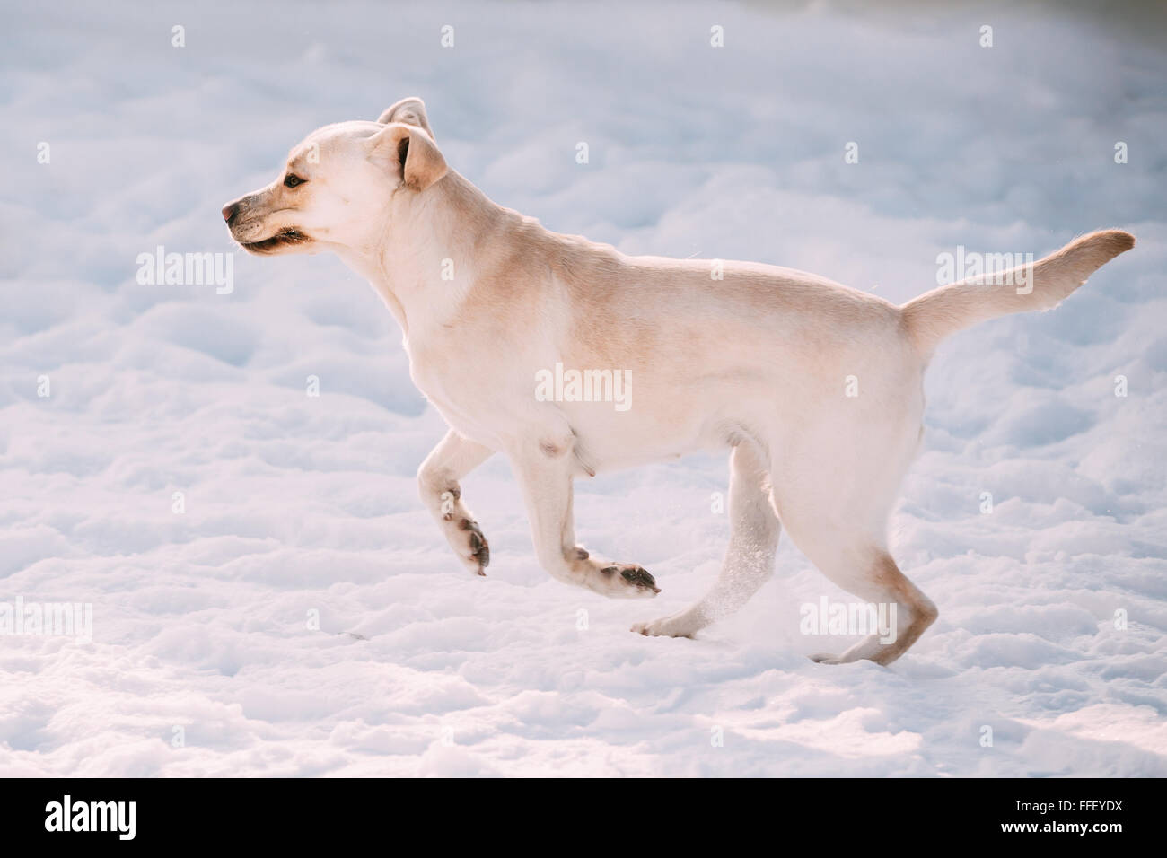 How Fast Are Labradors