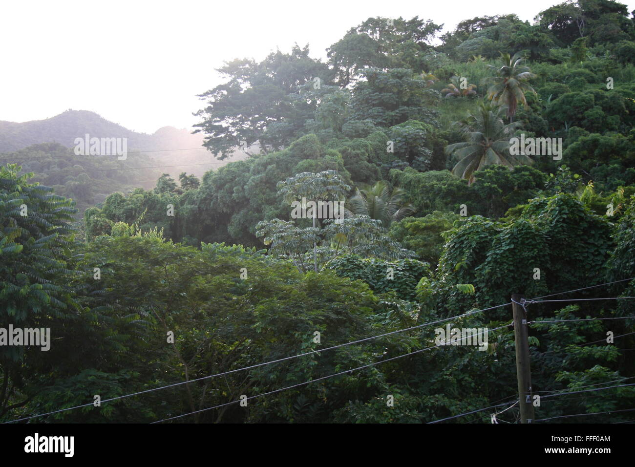 Grenadian forest greenery Stock Photo - Alamy