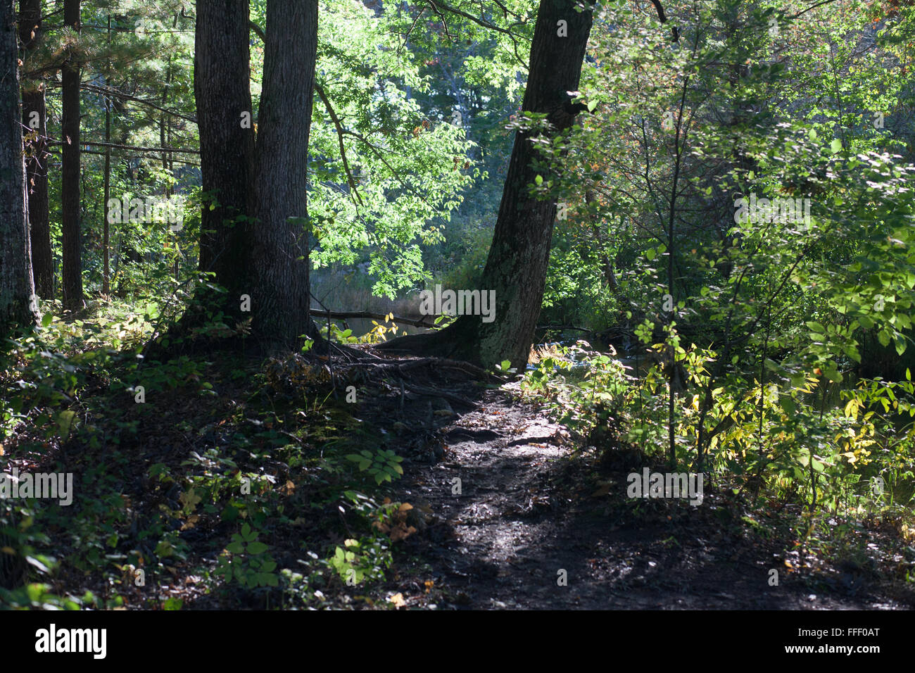 Forest setting hi-res stock photography and images - Alamy