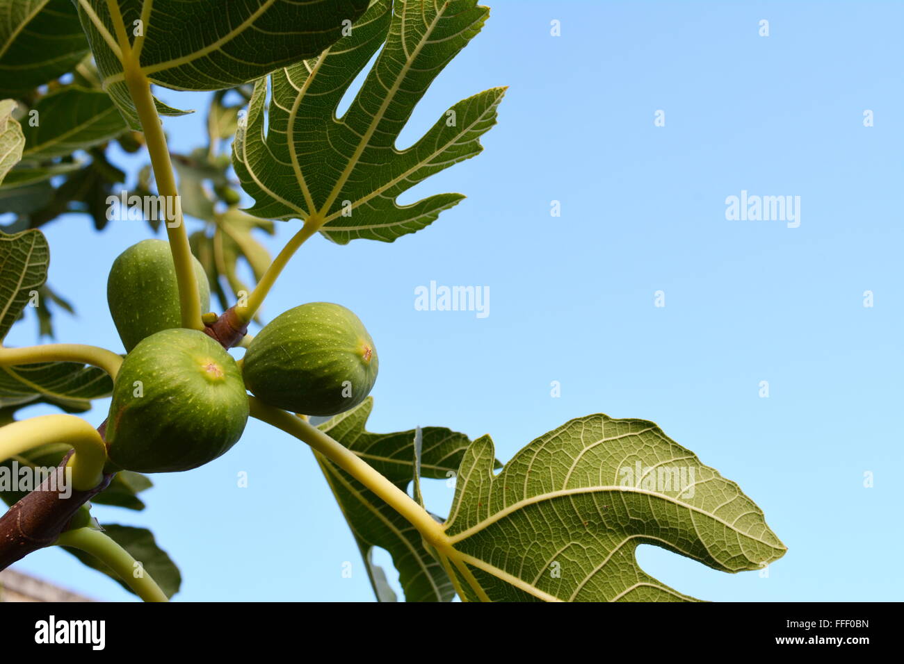 Fig tree fruit hi-res stock photography and images - Alamy
