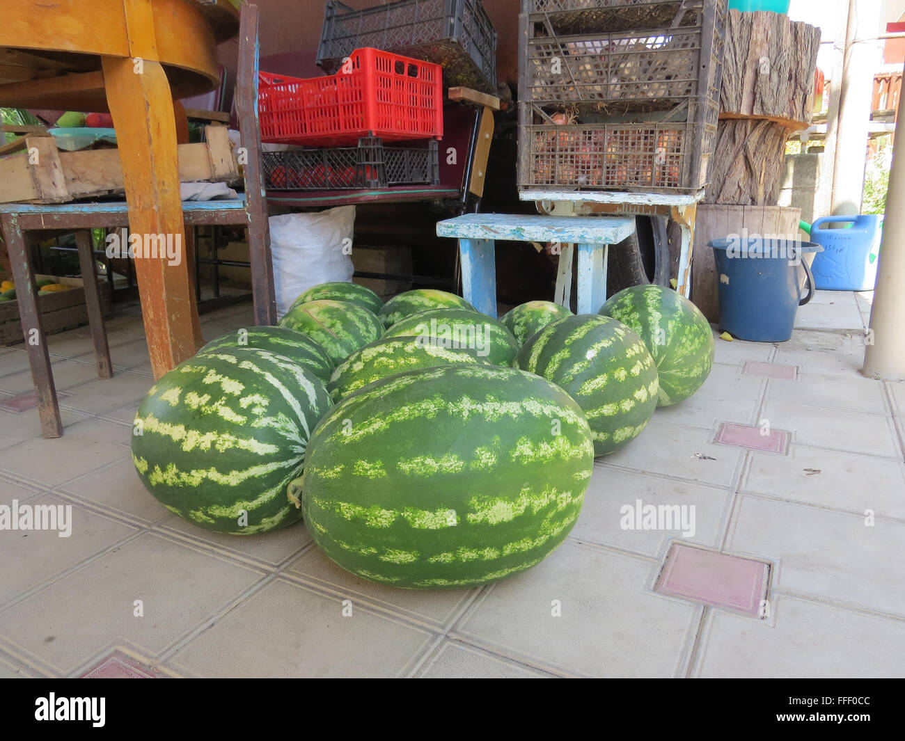 The harvest of watermelons in the yard on the tile. The fruits of ...