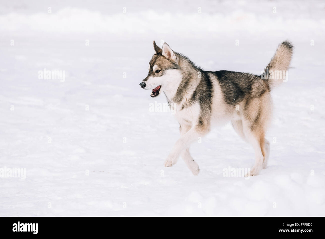 Young Husky dog play and running outdoor in snow, winter season. Sunny ...