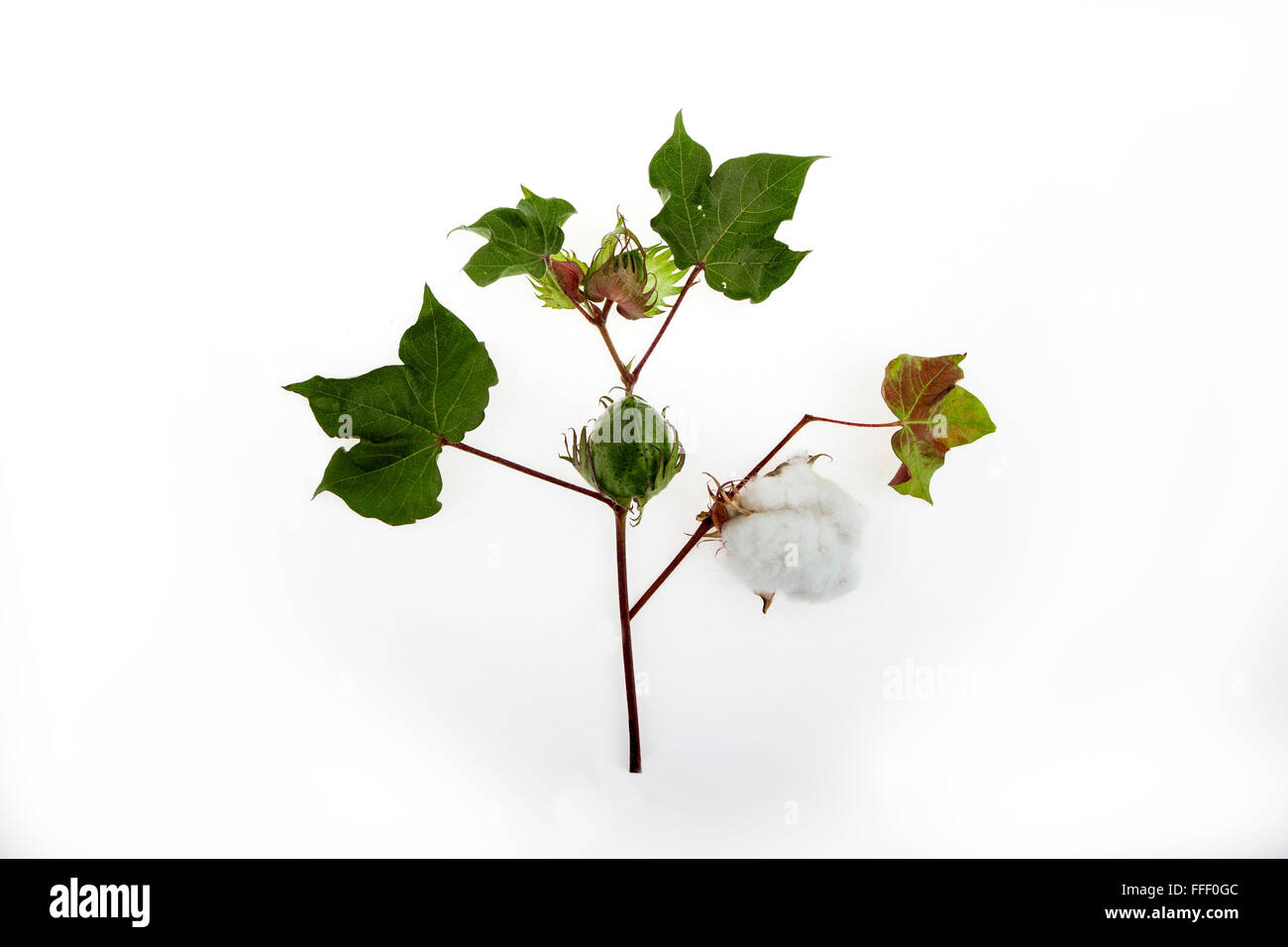 Cotton plant hi-res stock photography and images - Alamy