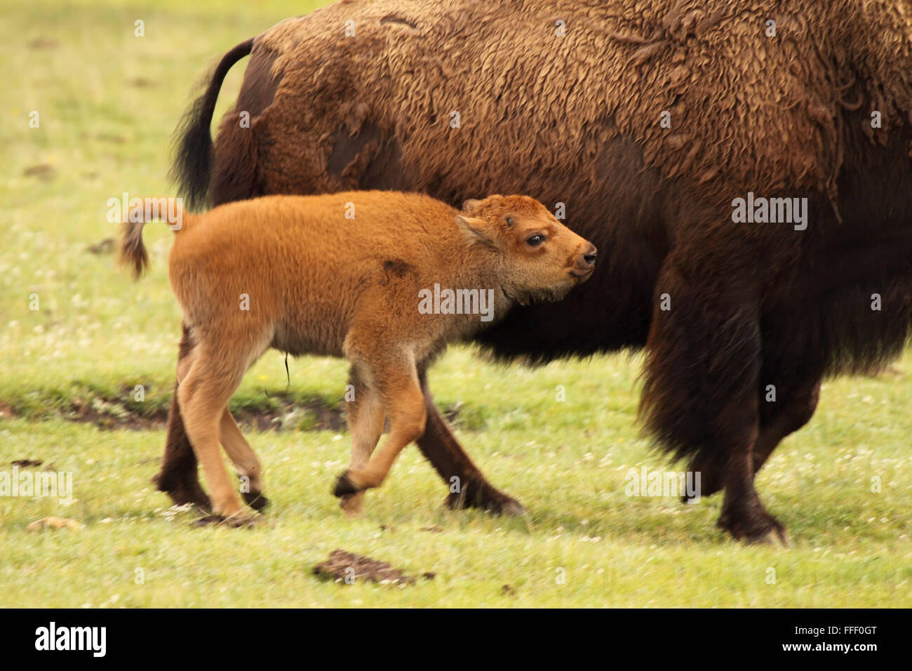 Bison running, yellowstone hi-res stock photography and images - Alamy
