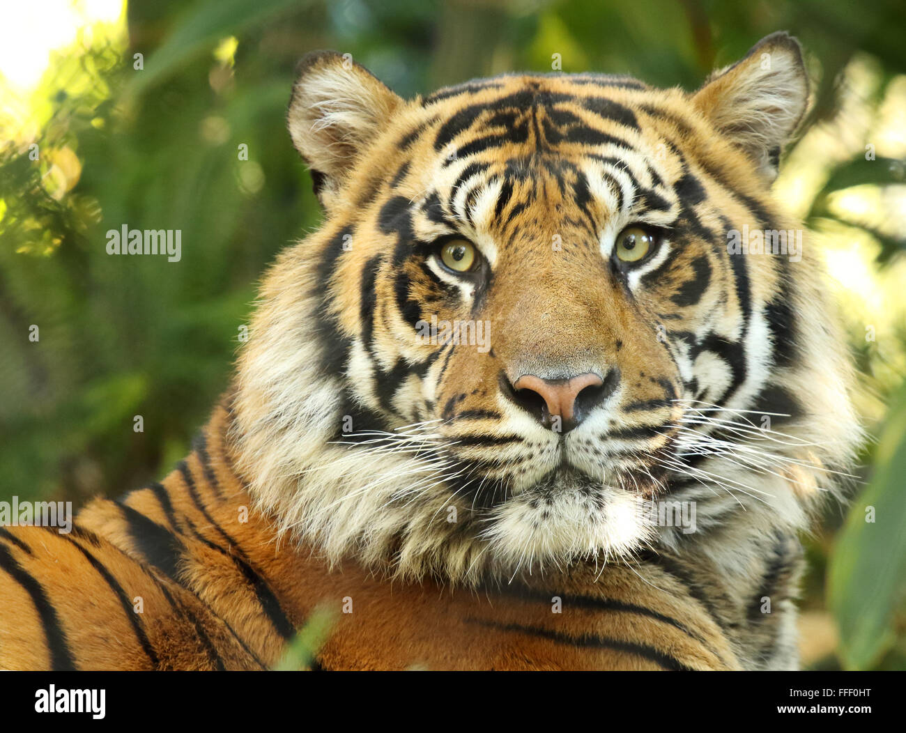 A portrait of a Tiger looking back Stock Photo - Alamy