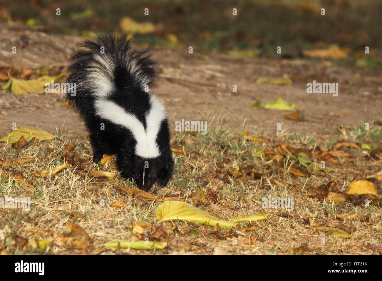 A Striped Skunk feeding in autumn leaves Stock Photo - Alamy