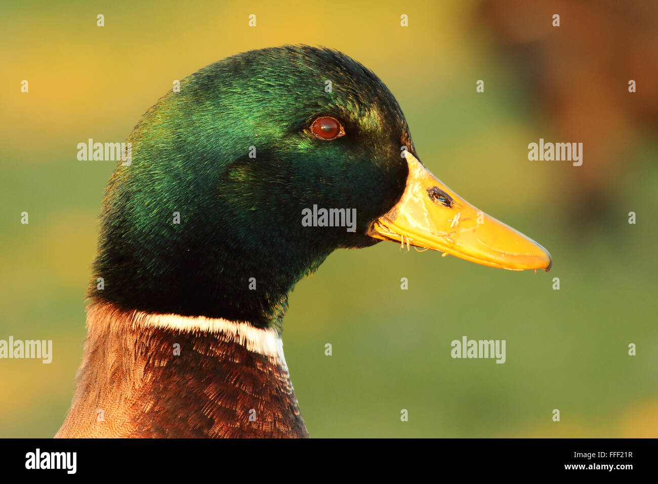 A portrait of a Mallard drake Stock Photo - Alamy