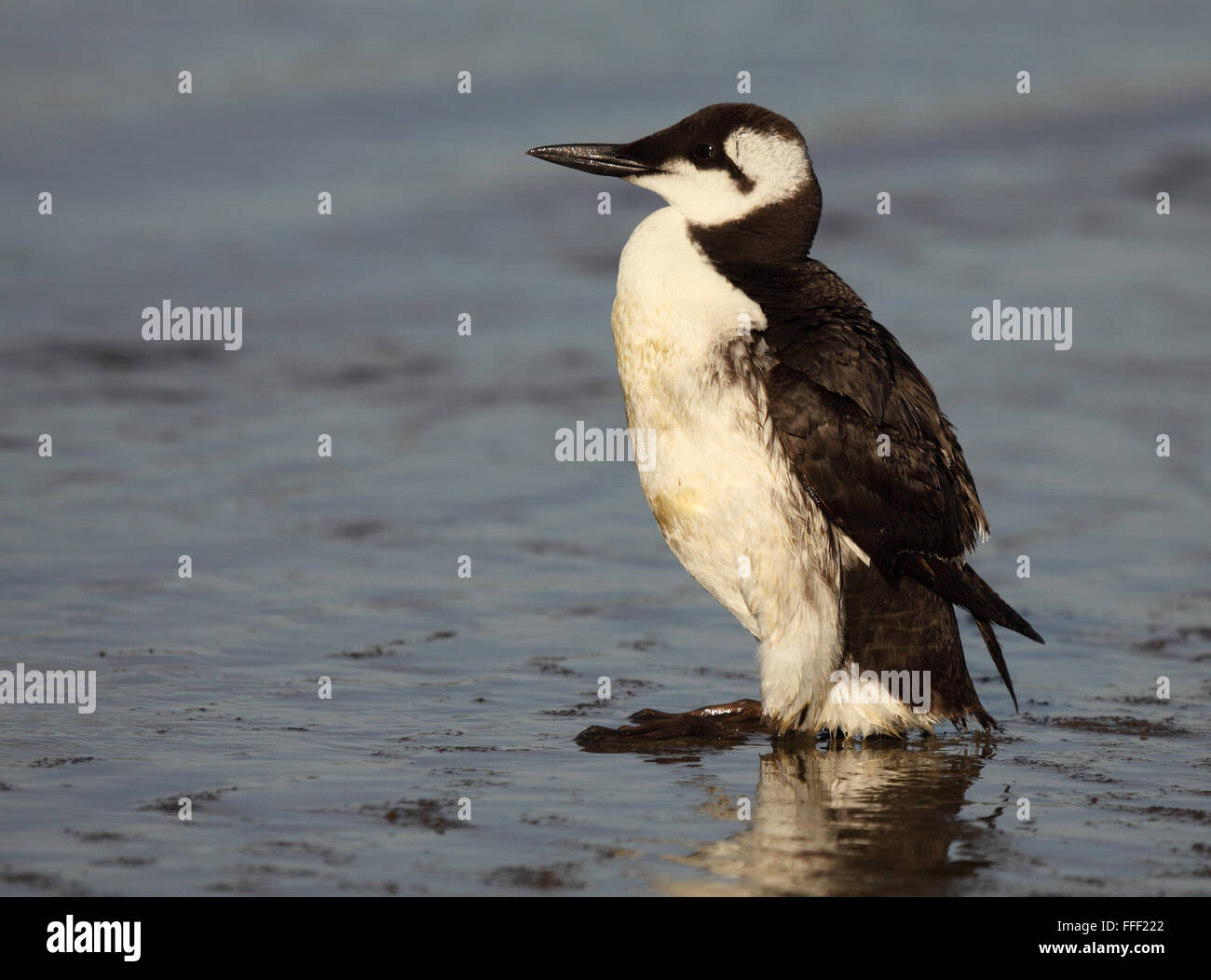 A Common Murre walking on the shore Stock Photo - Alamy