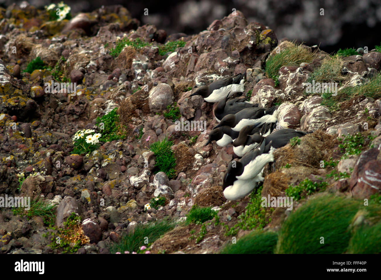 Crawton - Fowlsheugh bird reserve - Aberdeenshire - UK Stock Photo - Alamy