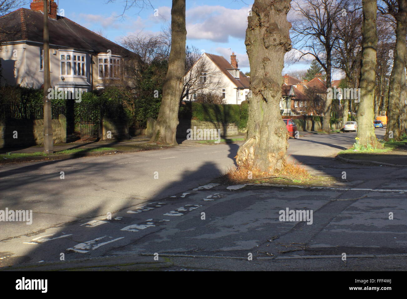 A tree grows in the middle of a road junction on a tree lined road in a ...