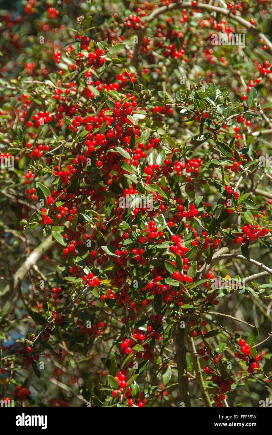 Vomitoria hi-res stock photography and images - Alamy