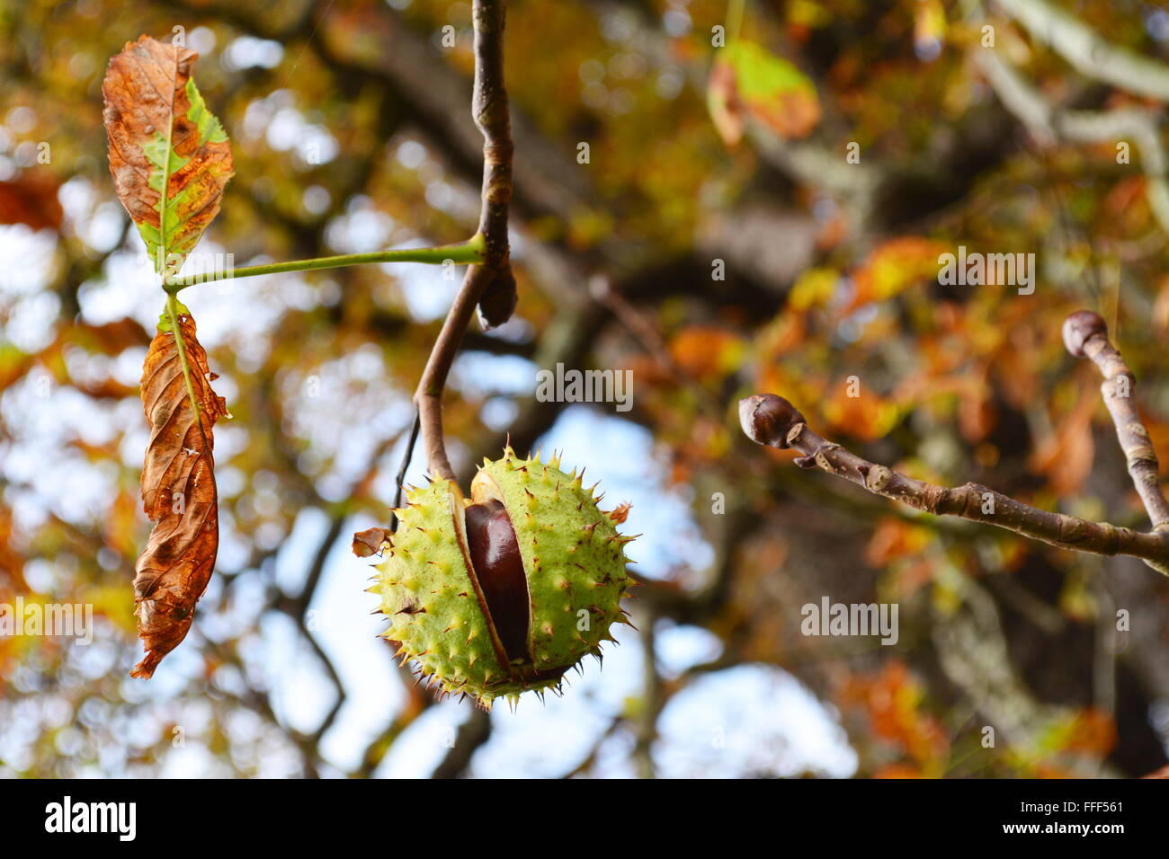 Sea chestnut hi-res stock photography and images - Alamy