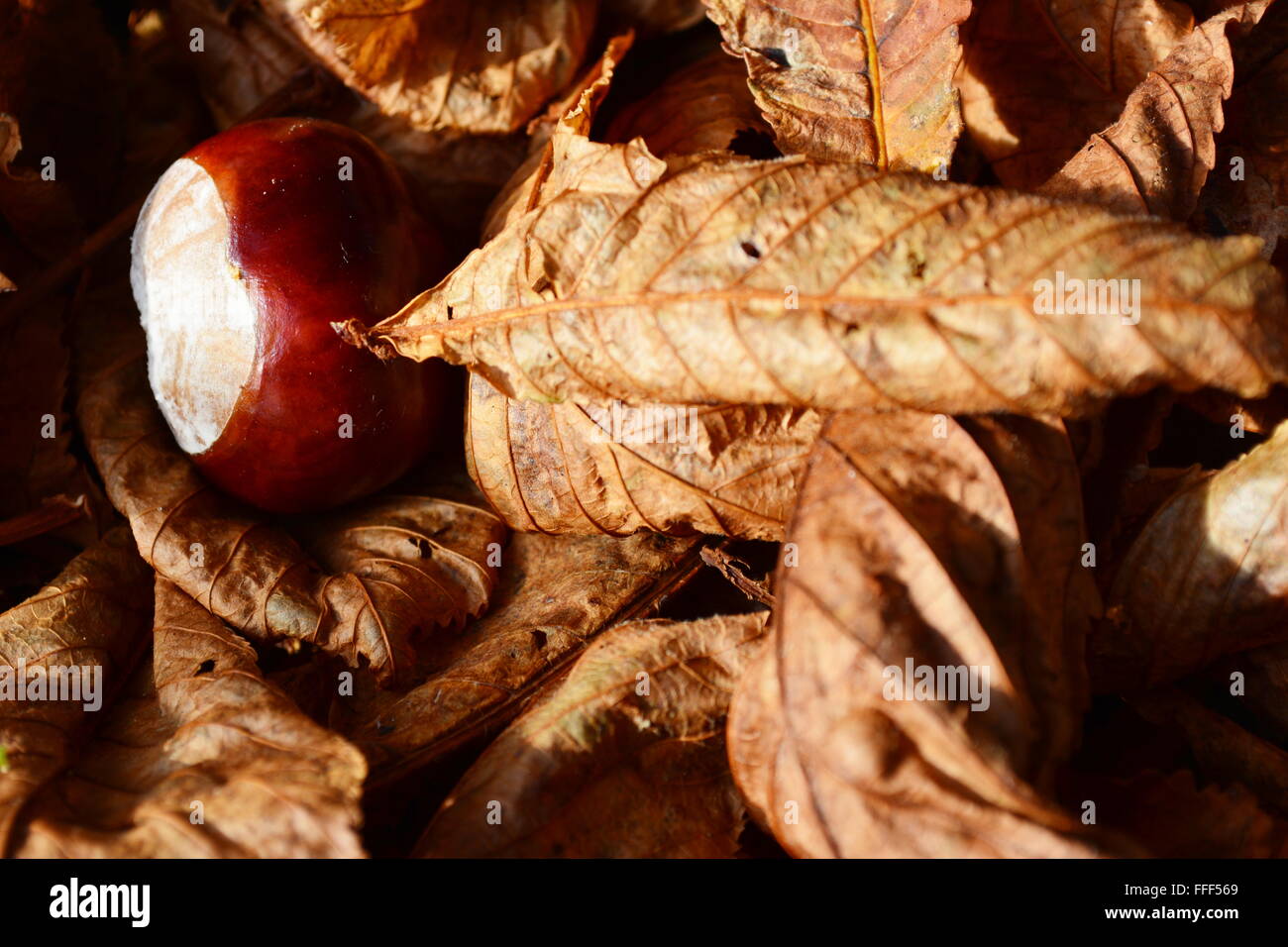 Sea chestnut hi-res stock photography and images - Alamy