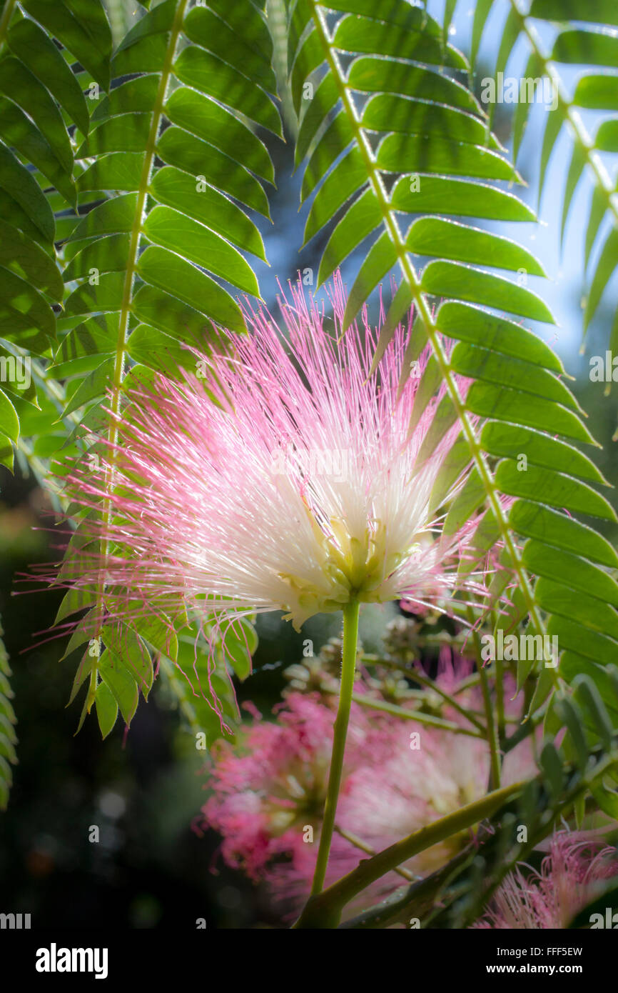 Calliandra flowers, also known as powder puff flowers or fairy duster ...