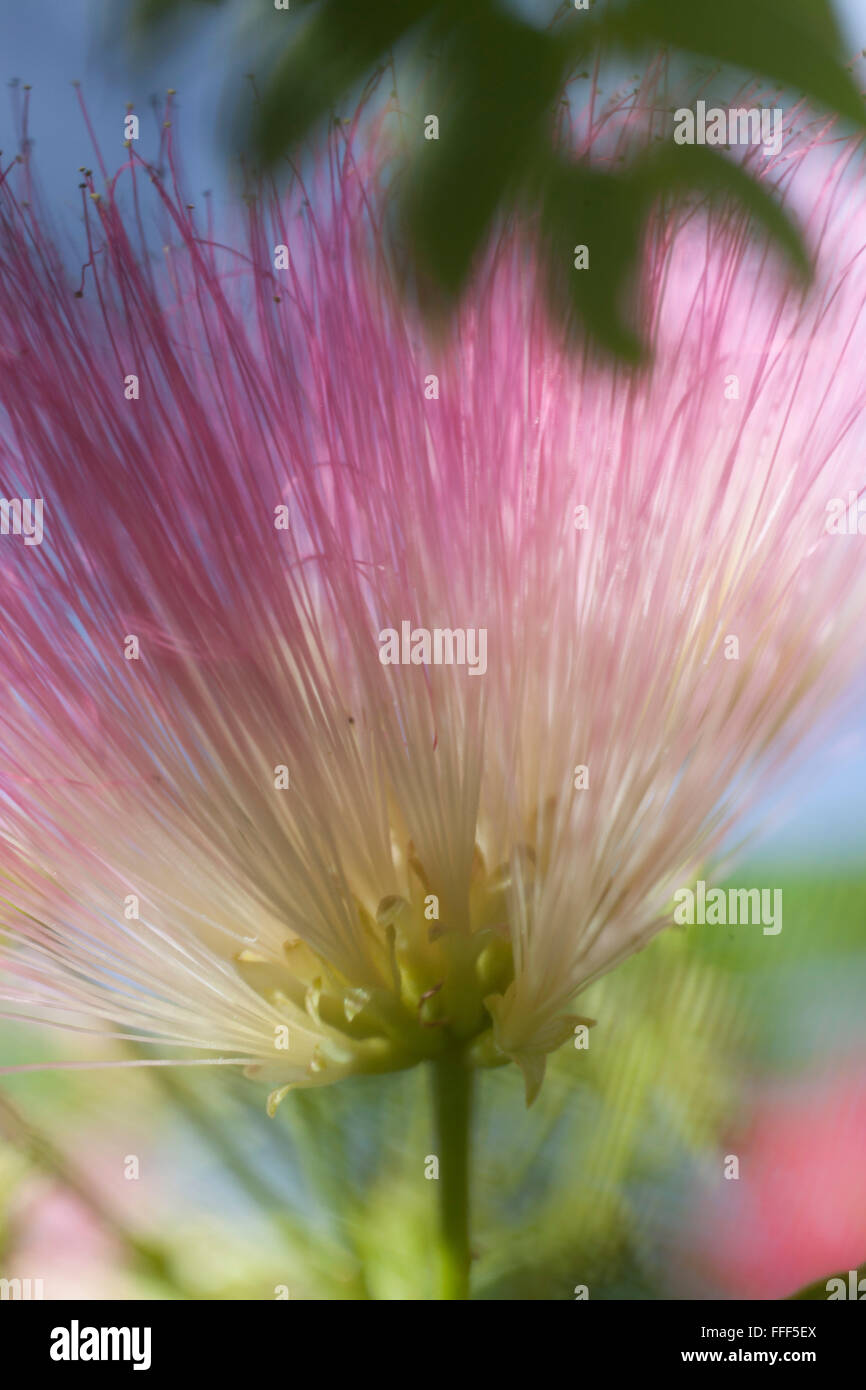 Calliandra flowers, also known as powder puff flowers or fairy duster ...