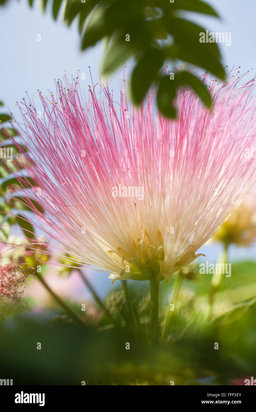 Calliandra flowers, also known as powder puff flowers or fairy duster ...