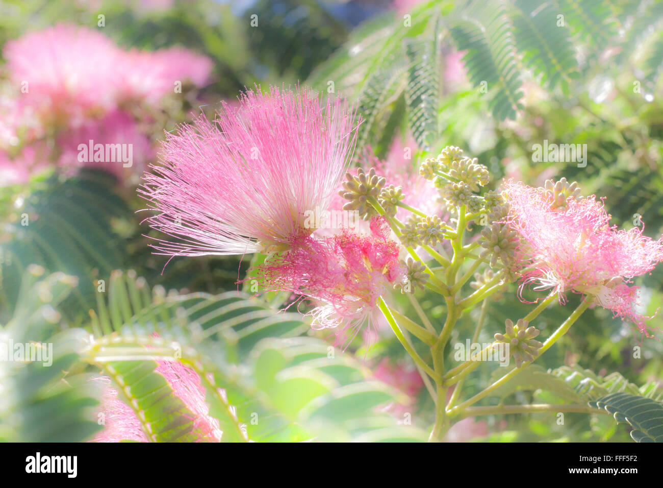 Calliandra flowers, also known as powder puff flowers or fairy duster ...