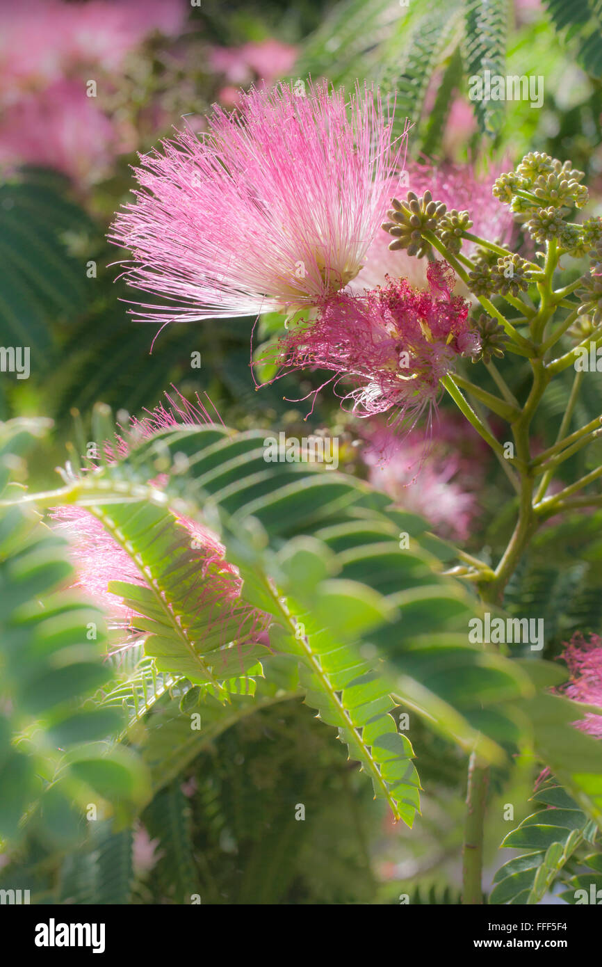 Calliandra flowers, also known as powder puff flowers or fairy duster ...