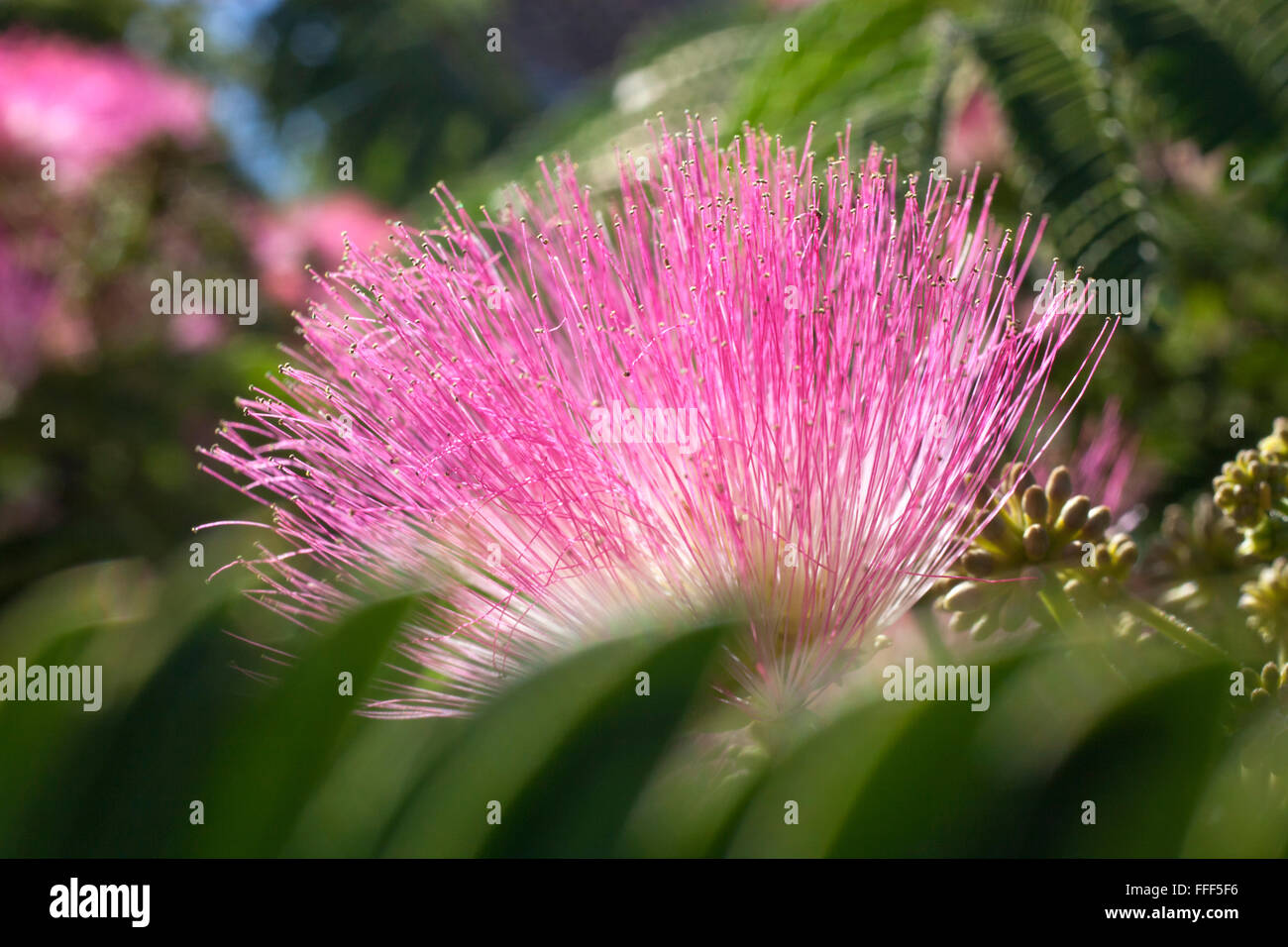 Calliandra flowers, also known as powder puff flowers or fairy duster ...