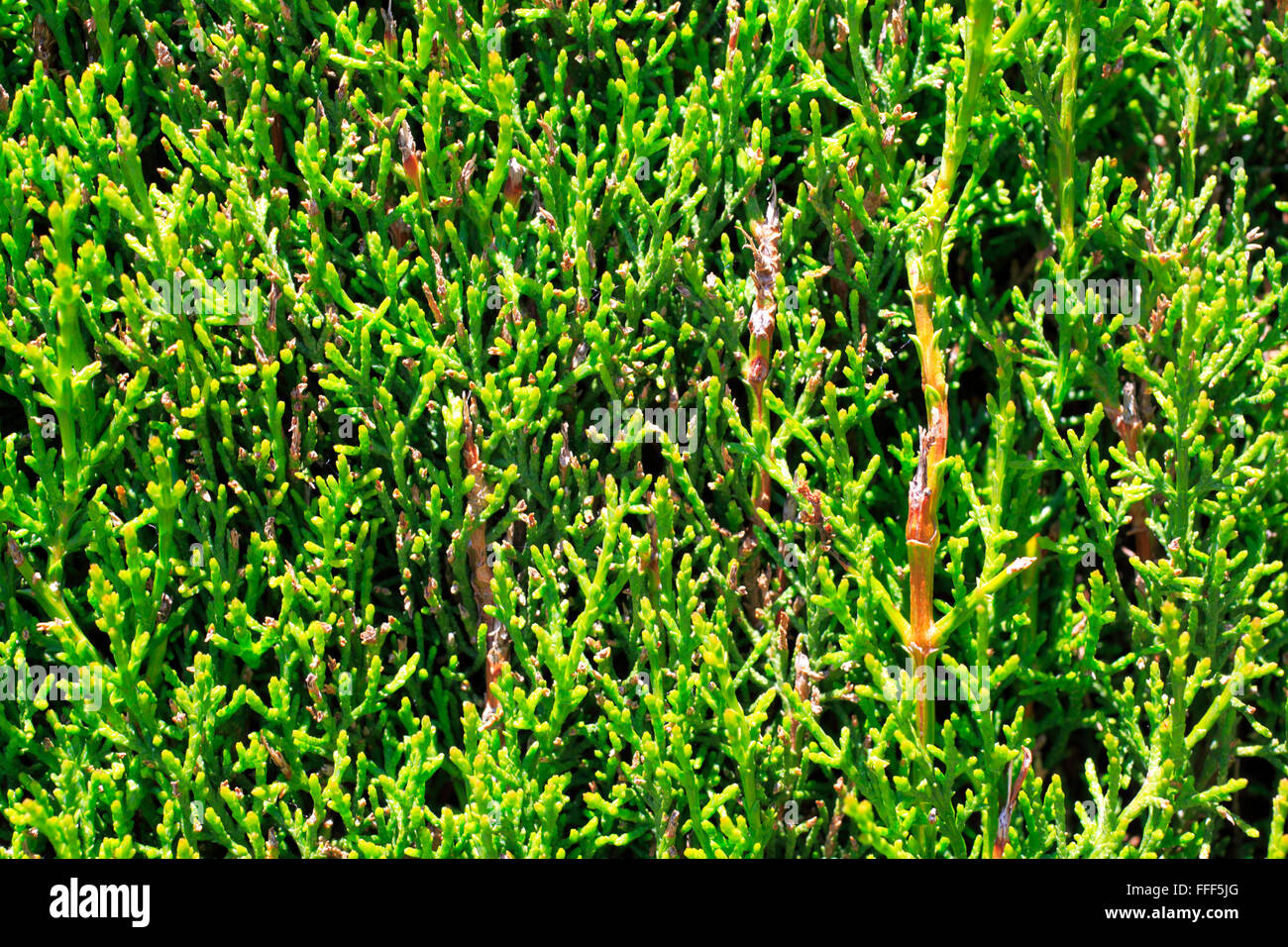 Evergreen thuja tree close up view background Stock Photo - Alamy