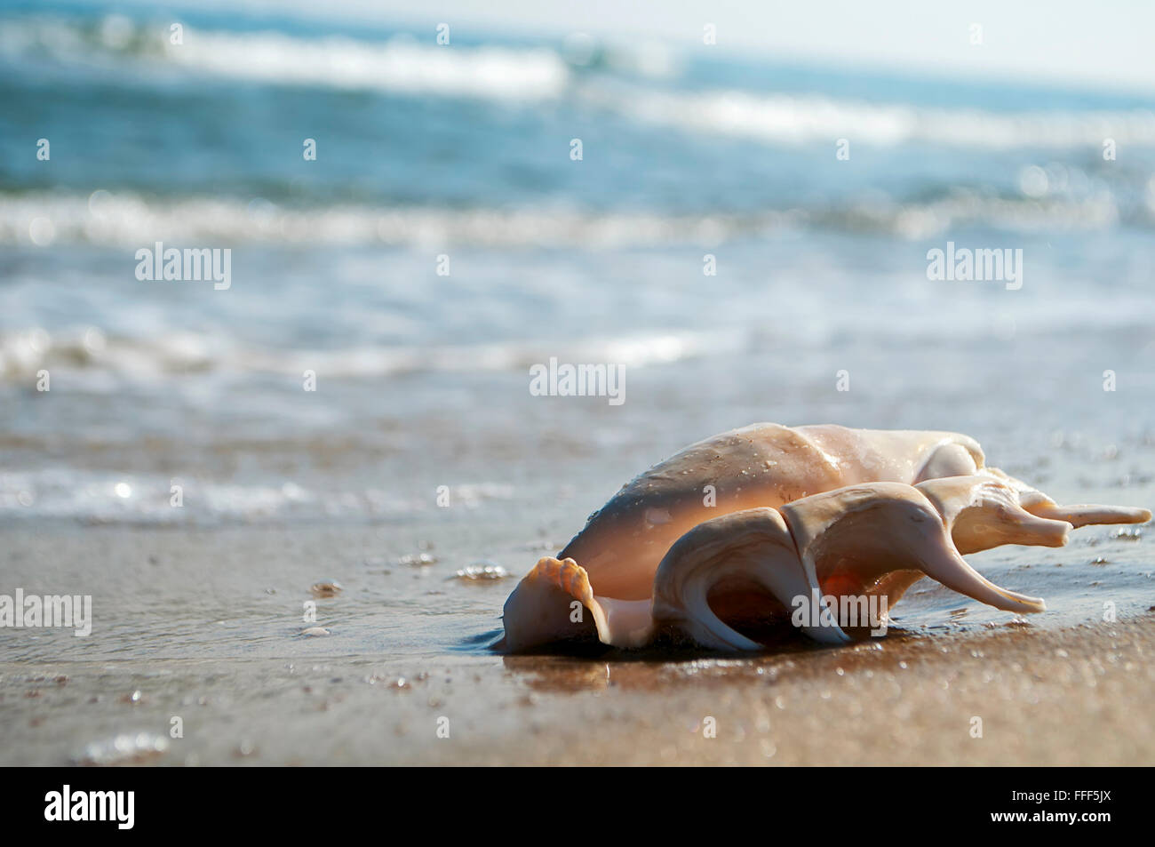 sea shell on the beach on the sand at the water's edge Stock Photo - Alamy