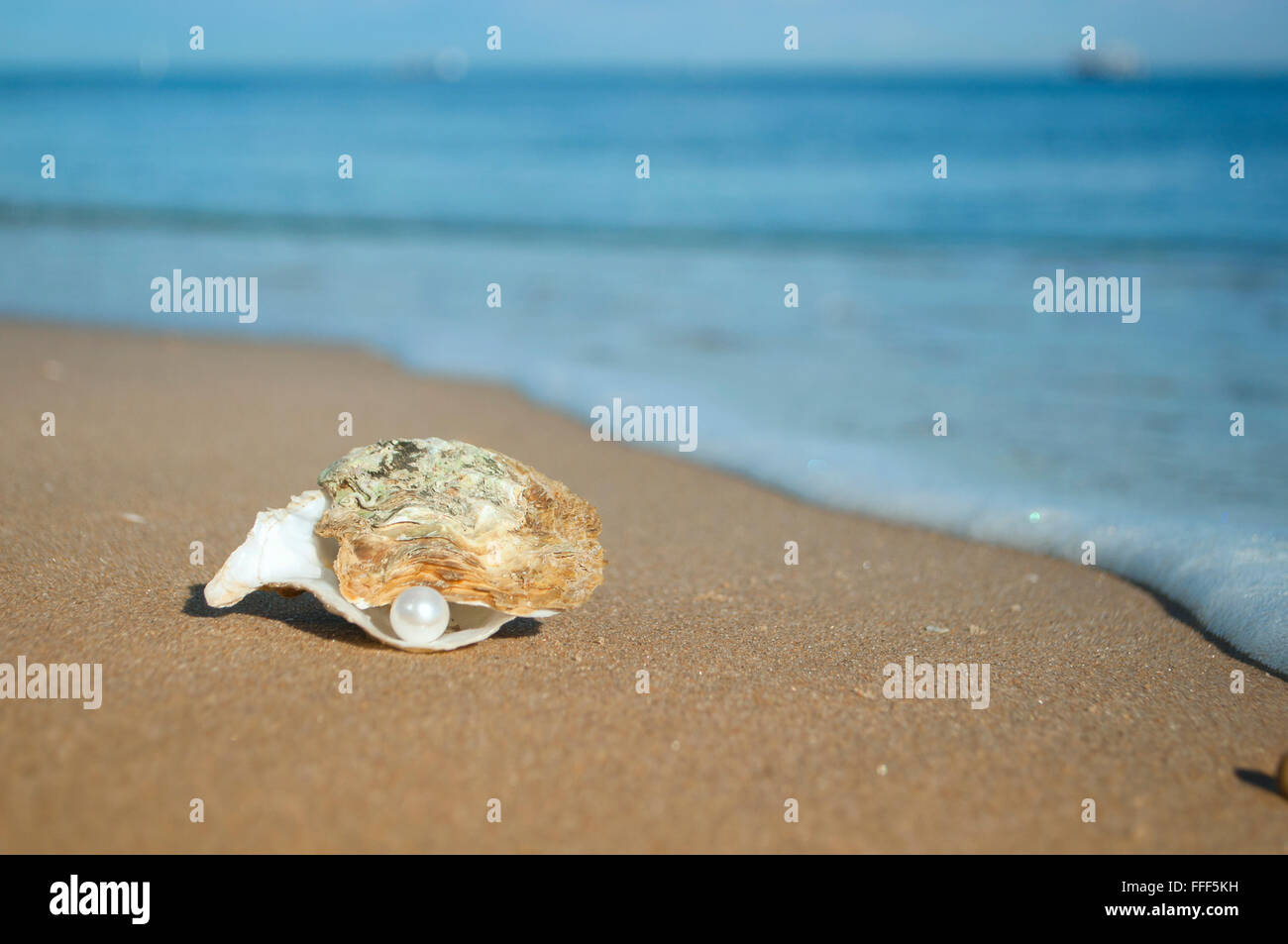 Open sea shell hi-res stock photography and images - Alamy