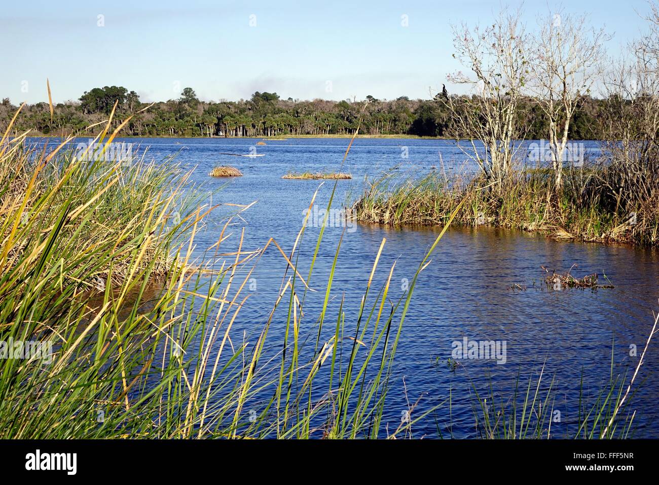 Spring Garden Lake, Lake Woodruff National Wildlife Refuge Stock Photo ...
