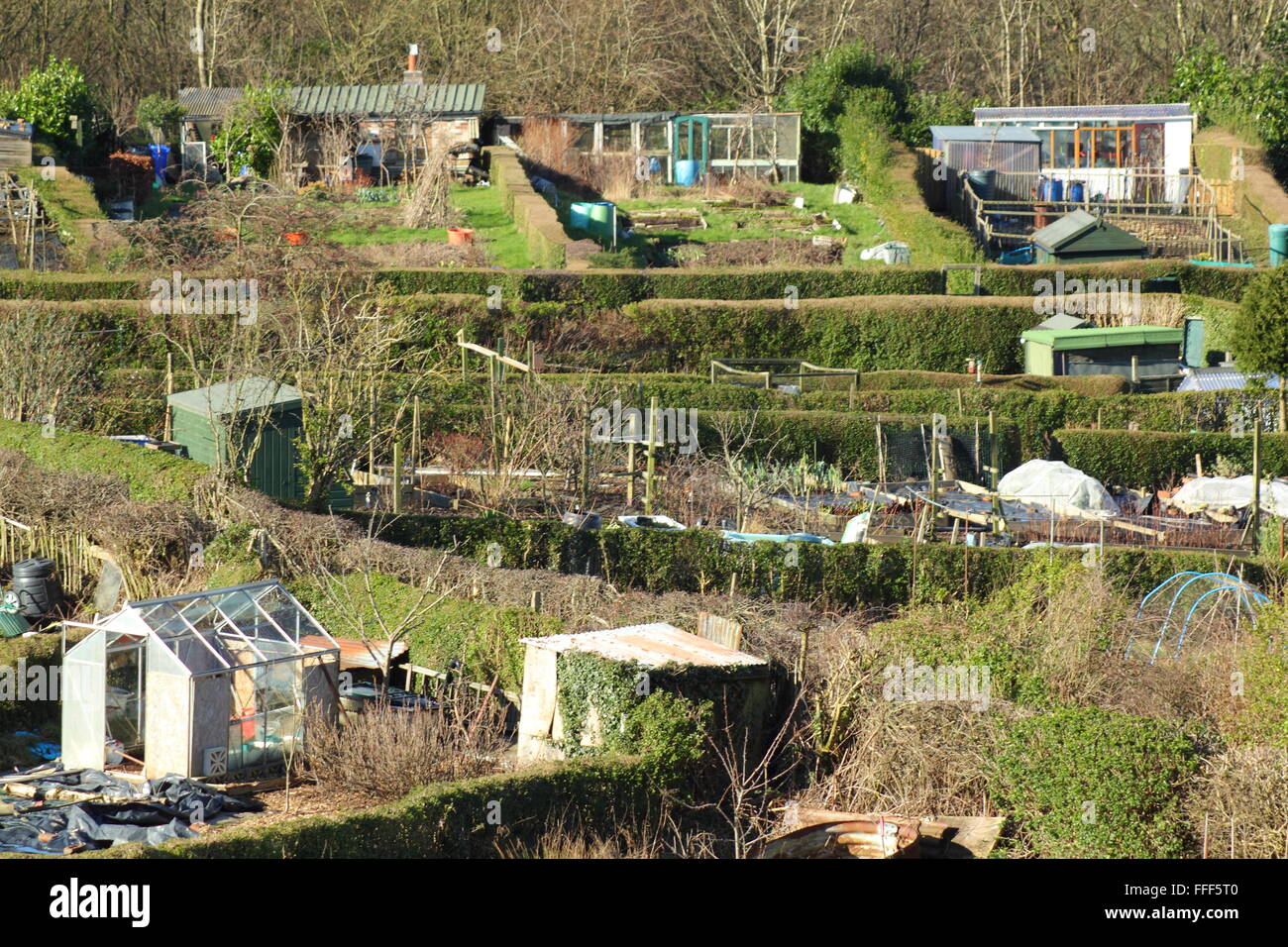Allotment gardens with traditional privet hedges on a hillside near ...