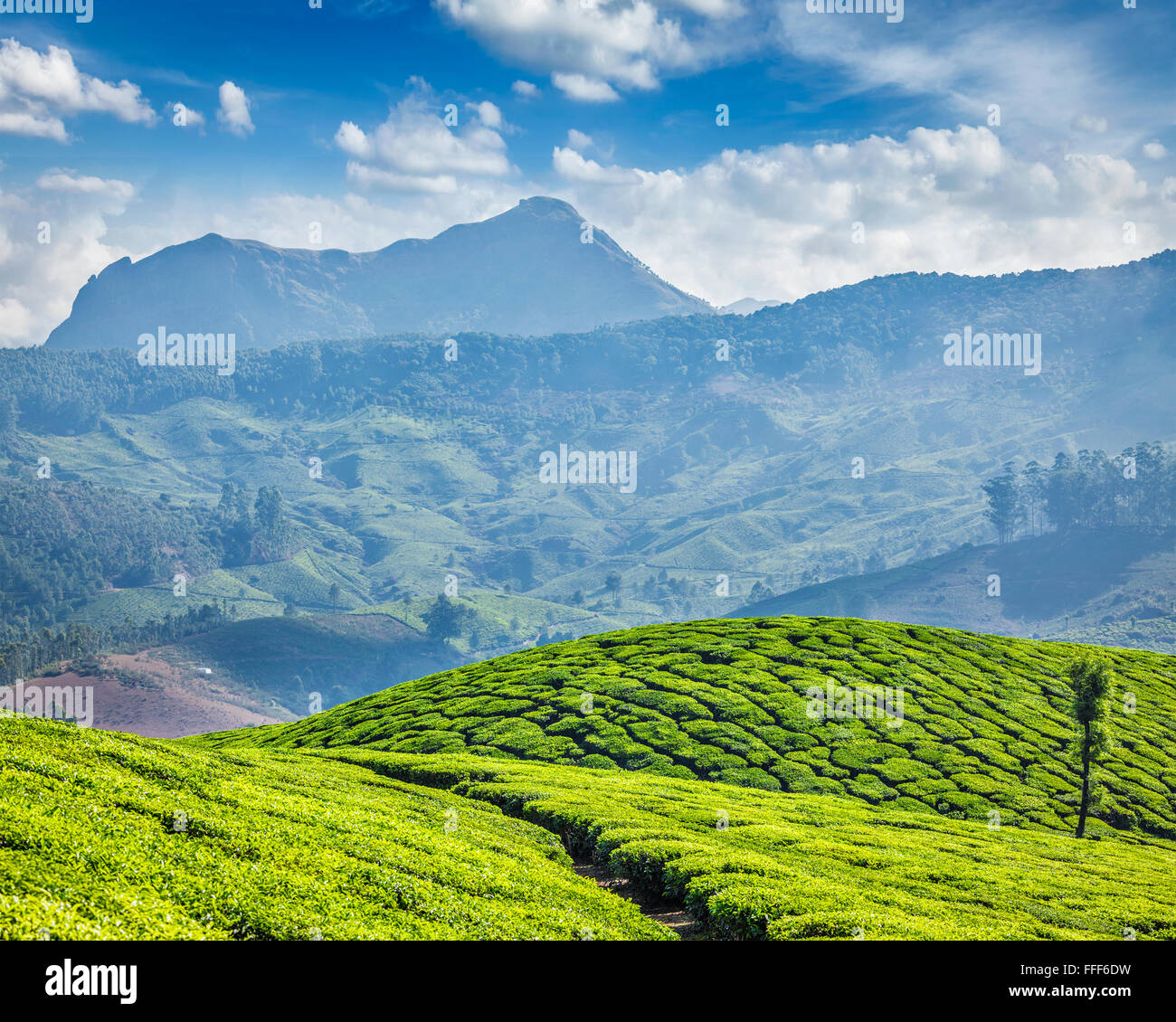 Tea plantations, Munnar, Kerala state, India Stock Photo - Alamy
